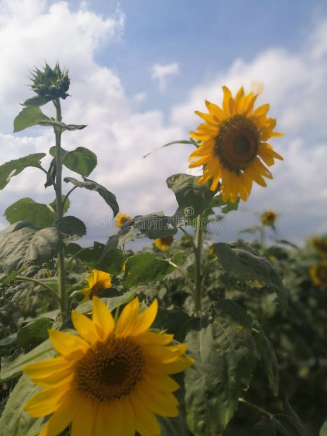 Two Sunflowers Blooms at Flower Farm Stock Image - Image of sunflowers ...
