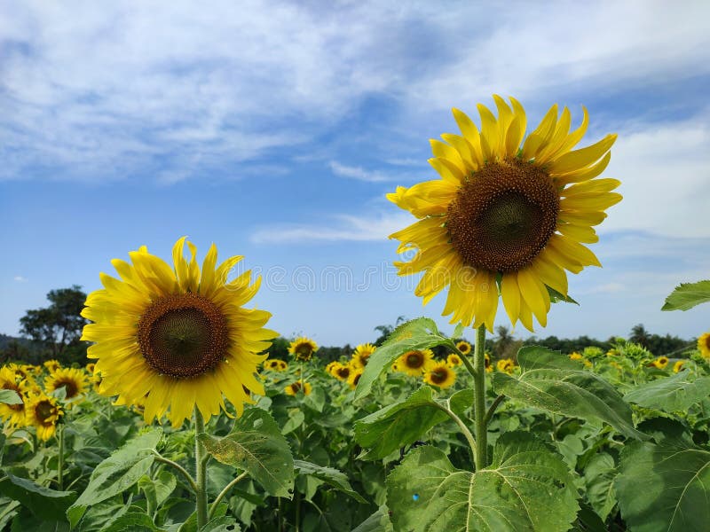 Two Sunflowers Next To Each Other Stock Image - Image of flower ...