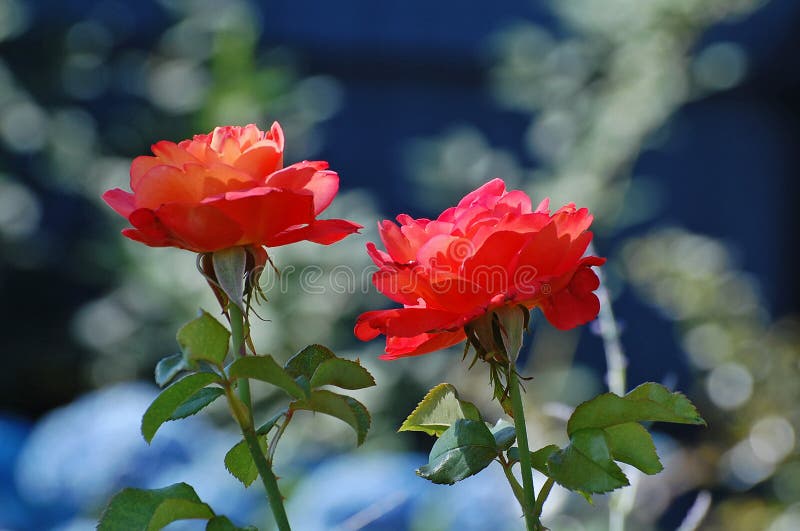 Two sunlit red roses. stock image. Image of blooming - 55621635