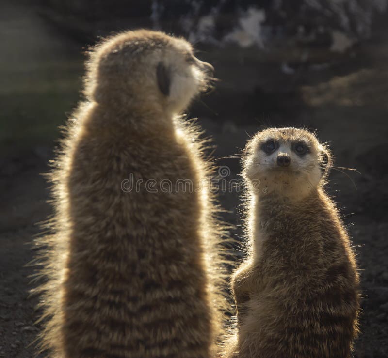 Two suricatas on guard stock photo. Image of small, desert - 154948420