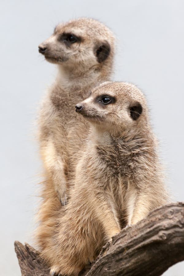 Two suricate stock photo. Image of brown, endangered - 95191114
