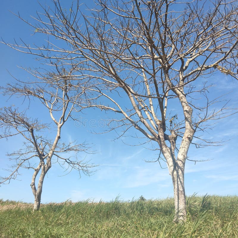 Two Surviving Dying Tree in the Autumn Shining in the Blue Sky Clouds ...