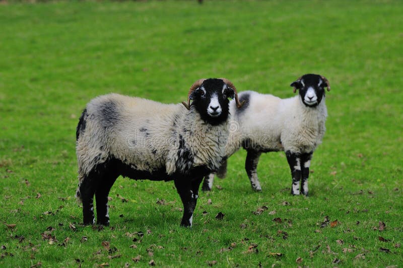 Two Swaledale sheep. stock image. Image of hardy, grass - 24925017