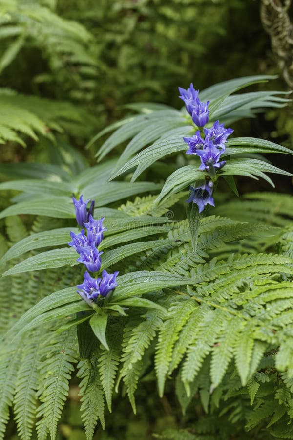 Two Swallowwort Gentian Swiss Alps Stock Photo - Image of purple, blue ...
