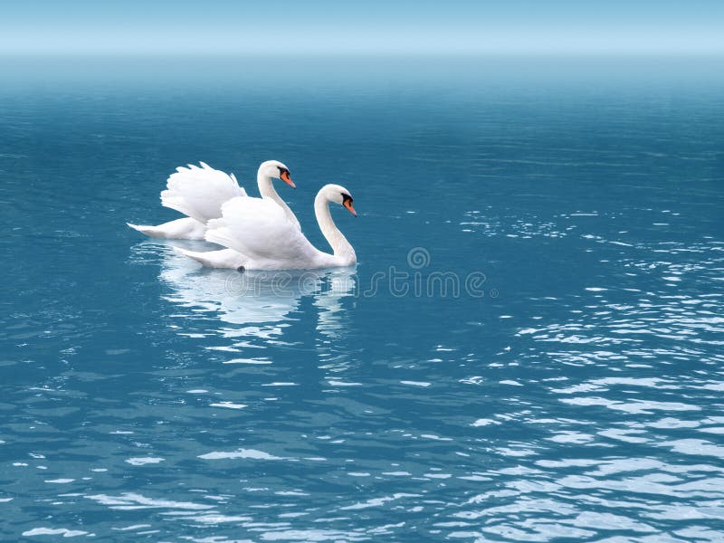 Two swan stock photo. Image of pair, elegance, amour - 11816556