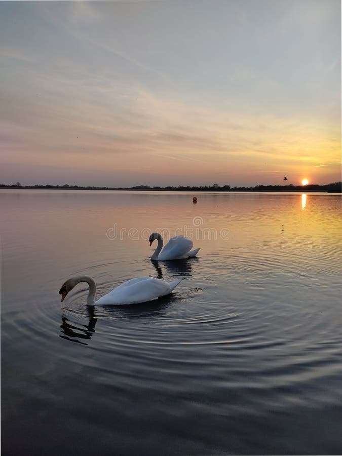 Two Swan in the Water during Sunset Stock Image - Image of beautiful ...