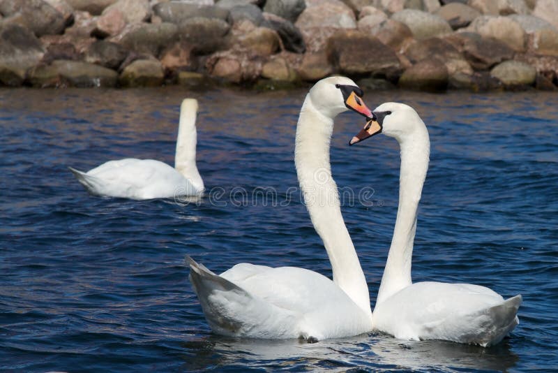 Two Swans stock image. Image of pier, birds, animal, water - 14198925