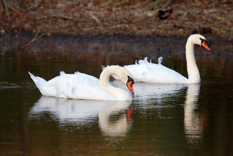 Two swans stock image. Image of friendly, animal, curious - 1580225