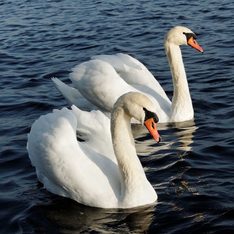 Two swans. stock image. Image of animal, lonely, blue - 29066153