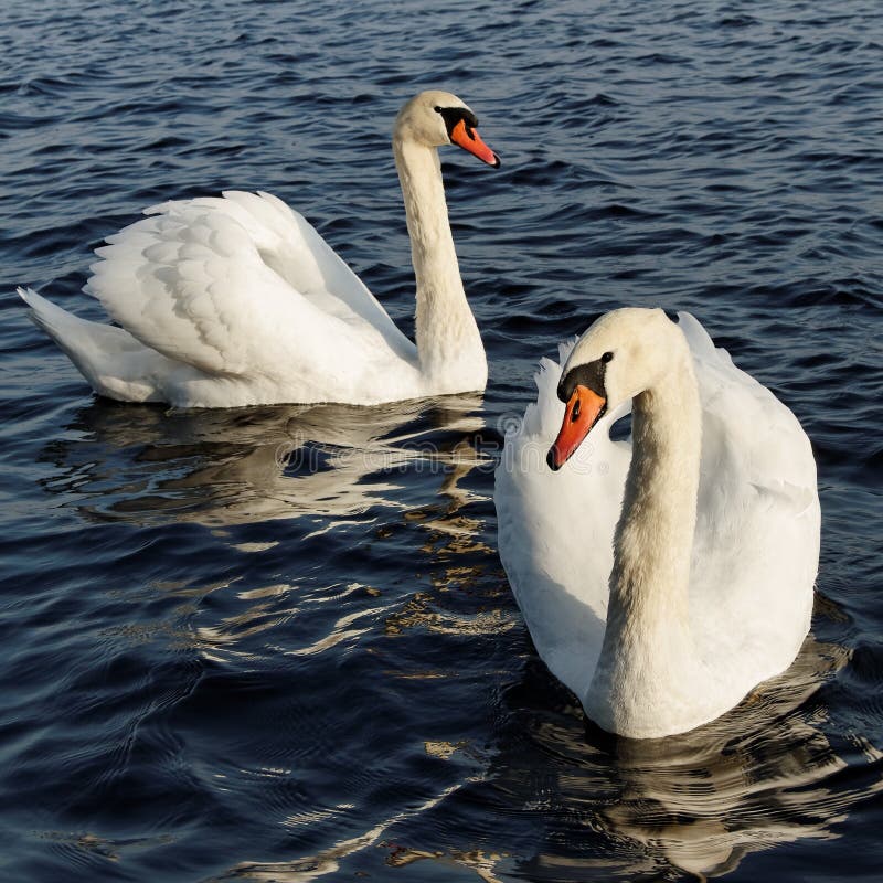 Two swans. stock photo. Image of love, drop, grace, feather - 29066166