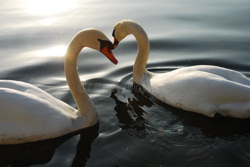 Two swans stock image. Image of forest, ripple, landscape - 29727737