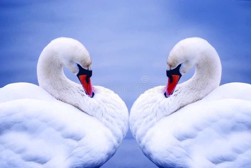 Two swans on blue stock photo. Image of feathers, opposing - 5759808