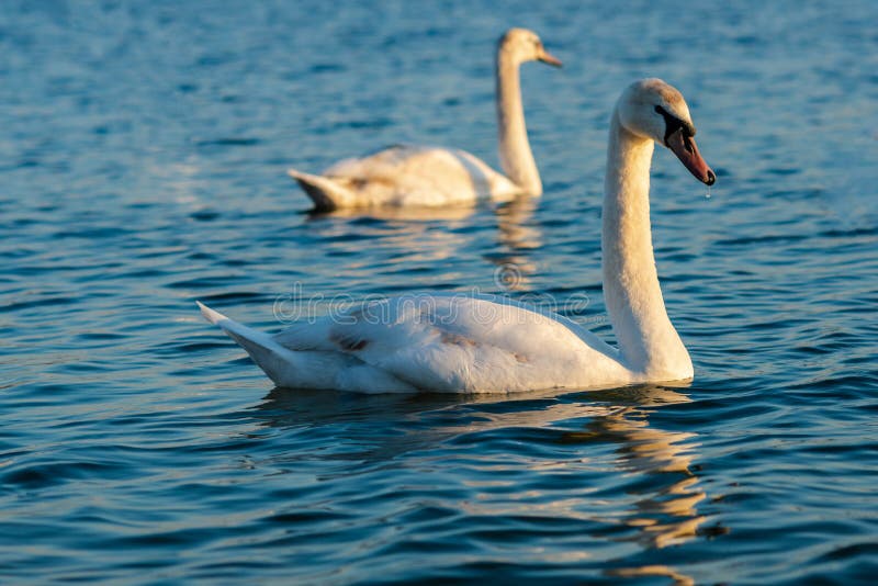 Two Swans are in the Blue Lake Water Stock Photo - Image of lake ...