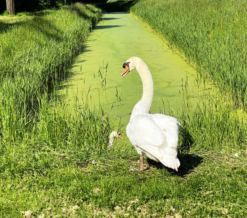 Two Swans in canal. stock photo. Image of animals, blooms - 257618130