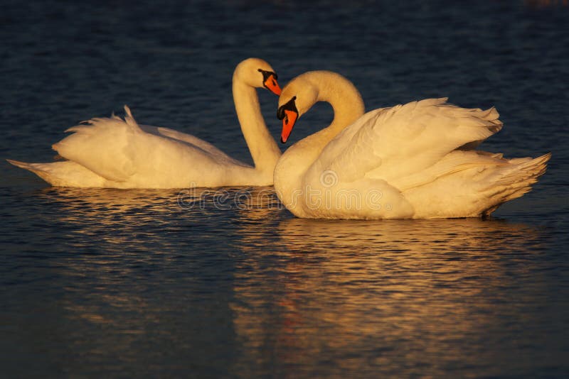 Two swans kissing stock photo. Image of nature, isolated - 61290198