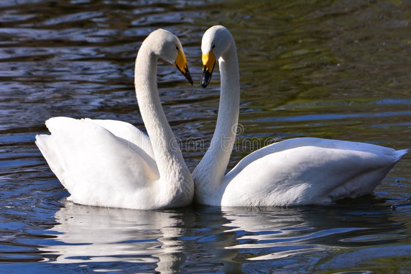 Peacocks and Swans are Playing Together in the Zoo. Stock Photo - Image ...