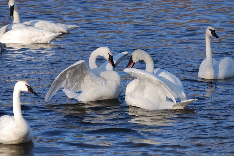 Two Swans stock image. Image of romance, facing, spread - 35683809