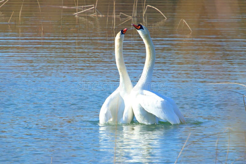 Swans in Courtship on the Lake Stock Image - Image of courting, bird ...