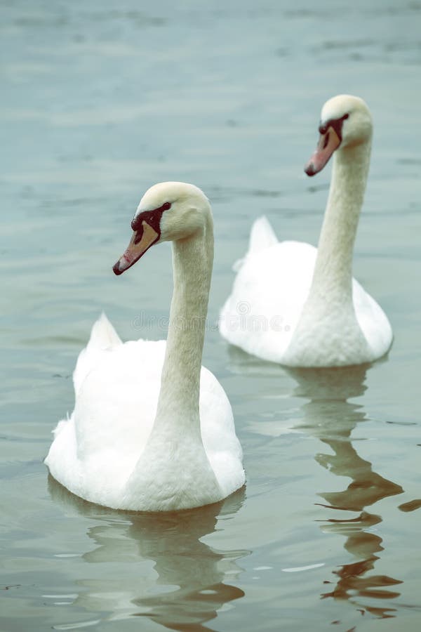 Two swans 4 stock image. Image of swan, nature, beautiful - 86335467