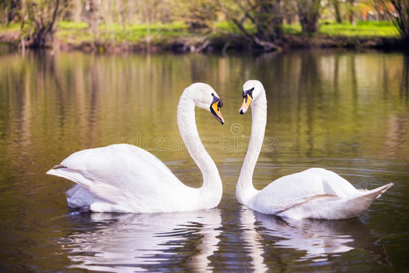 Two swans stock image. Image of elegance, grace, outdoor - 70845409