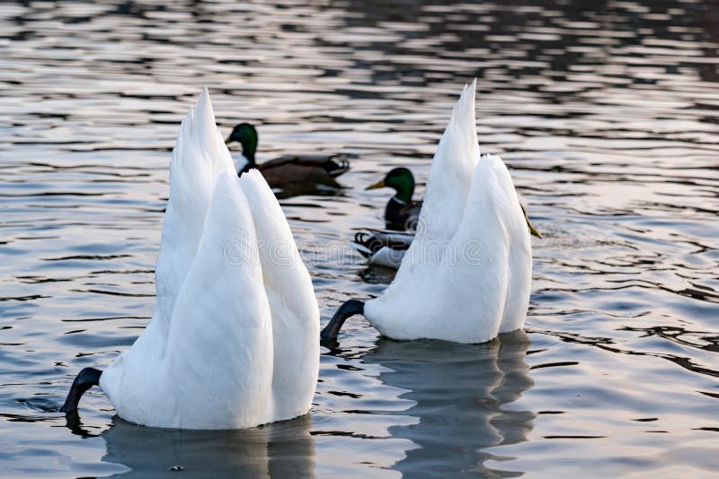 Swans and Ducks Swimming in Calm Waters at Sunset Stock Image - Image ...