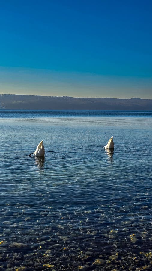 Two Swans Feed Themselves Under the Water in Winter in a Lake. in the ...