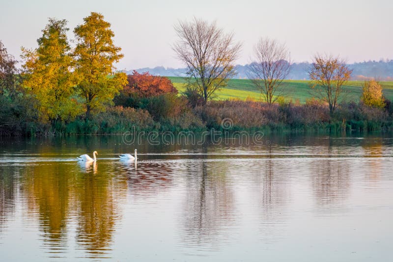 Two Swans Float Along a River that Reflects Multicolored Autumn Trees ...