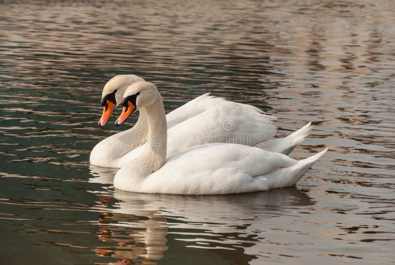 Two swans stock image. Image of swan, neck, life, beauty - 53007441