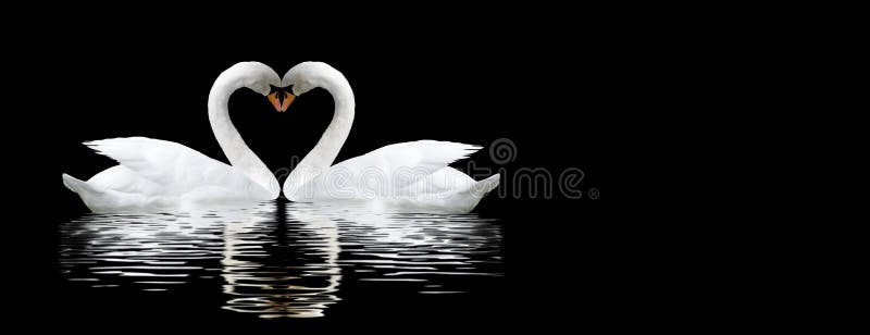 Two Swans Form a Heart Shape with Their Necks Stock Photo - Image of ...