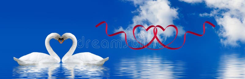 Two Swans Form a Heart Shape with Their Necks Stock Image - Image of ...