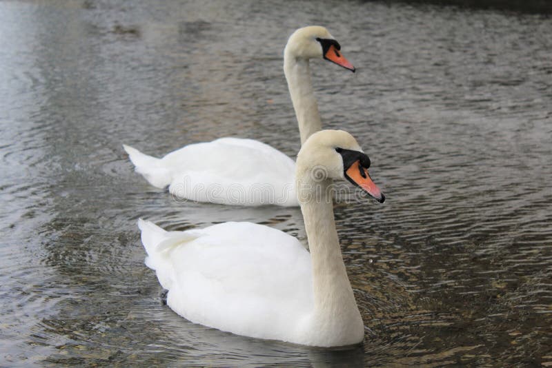 Two swans on a lake stock image. Image of swans, norway - 117023787