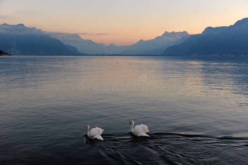 Two swans on Lake Geneva stock photo. Image of idyllic - 84923214