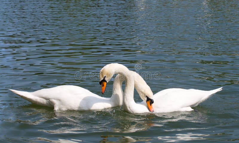 Two swans in love stock photo. Image of reflection, river - 13148274