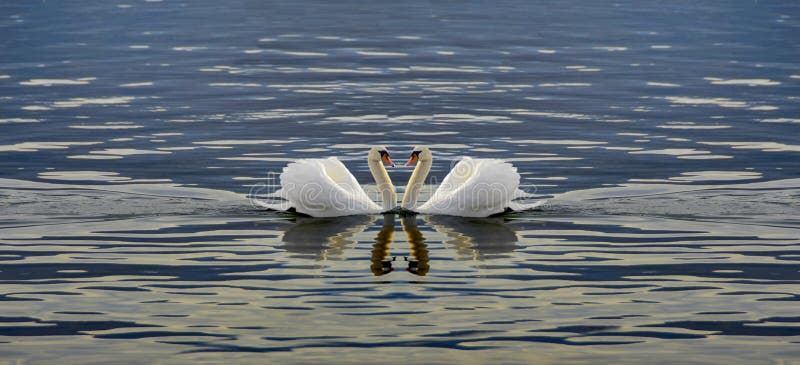 Two Swans Making a Heart stock image. Image of pair, heart - 85515357