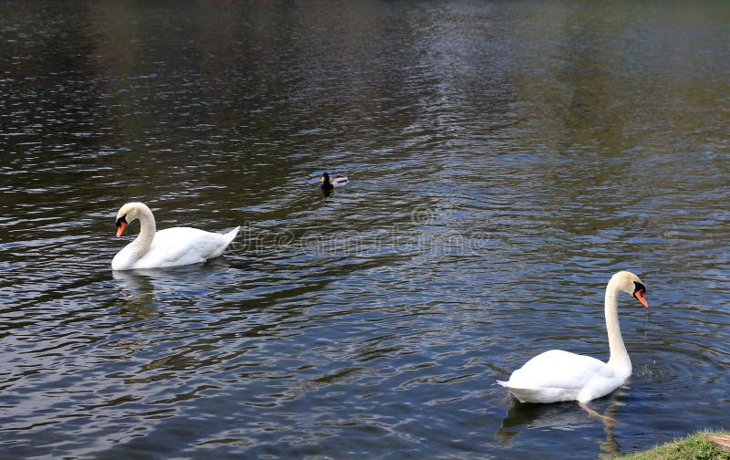 Two Swans stock photo. Image of wildlife, river, water - 275861910