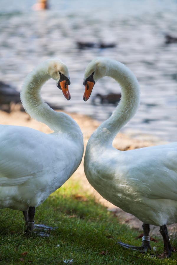 Two swans on a pond stock photo. Image of white, dance - 82052460
