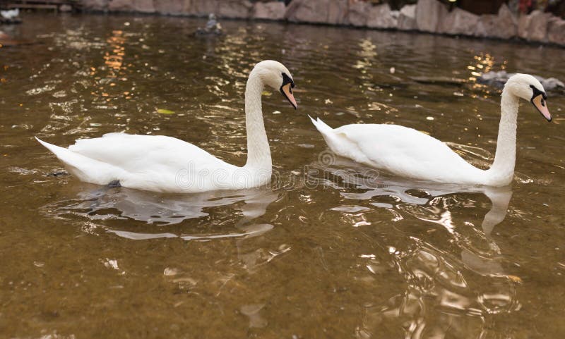 Two swans on the pond stock photo. Image of love, river - 100484098