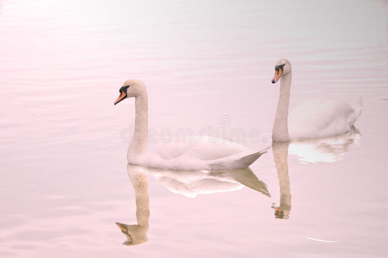 Magic swan stock photo. Image of white, stars, dreamy - 24039120