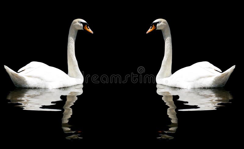 Two Swans stock image. Image of beautiful, swans, swan - 51133703