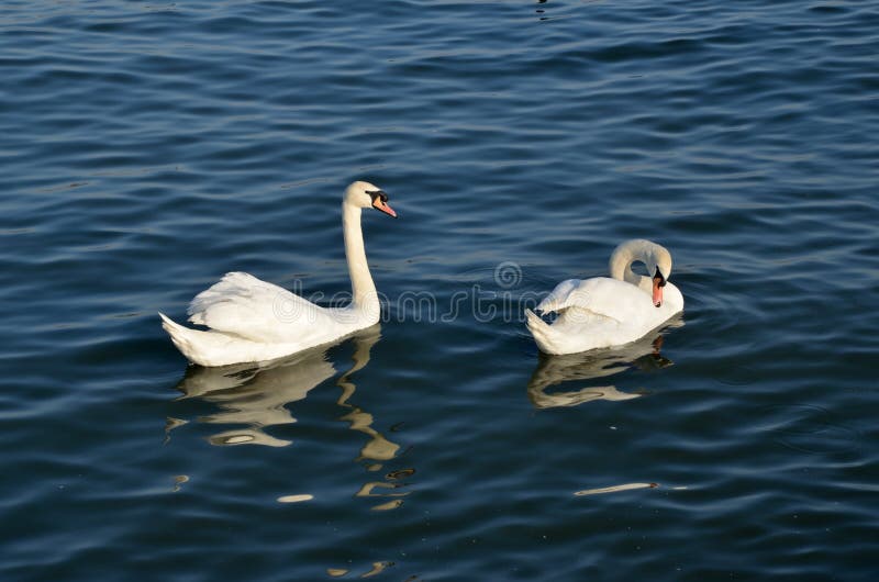 Two swans stock image. Image of wildlife, grace, light - 50457509