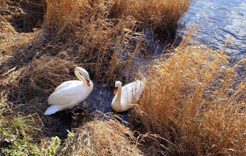 Two swans, riverside stock photo. Image of standing, regal - 84829018