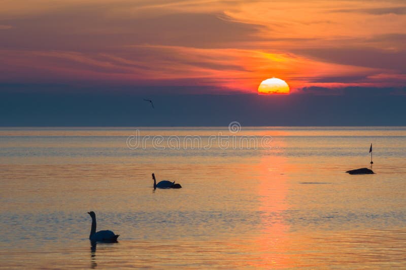 Two Swans Silhouettes in the Beautiful Sunset Stock Photo - Image of ...