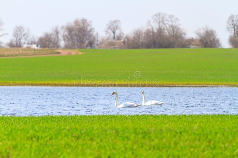 Two Swans in a Spring Field in a Puddle Stock Image - Image of park ...