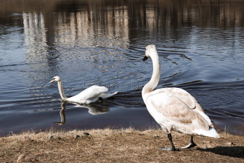 Two swans in the spring stock image. Image of plant - 161148511