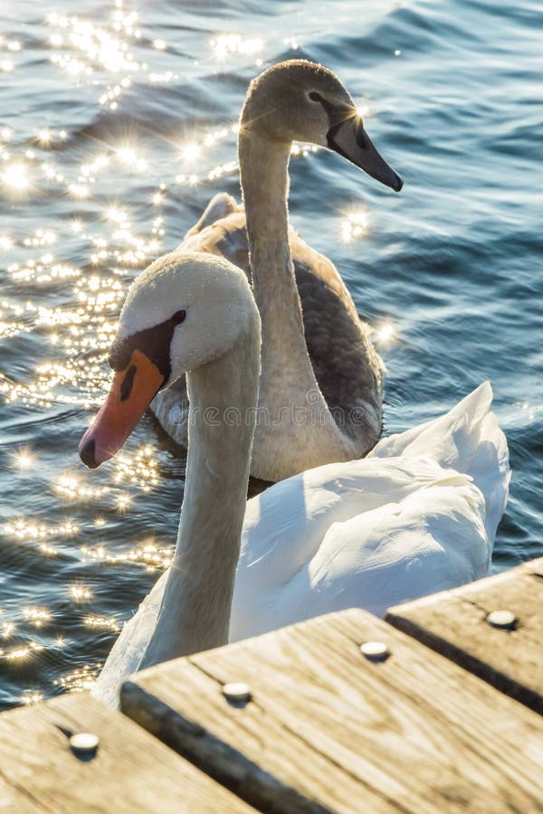Two swans stock photo. Image of seabird, bird, swan, wild - 68269040