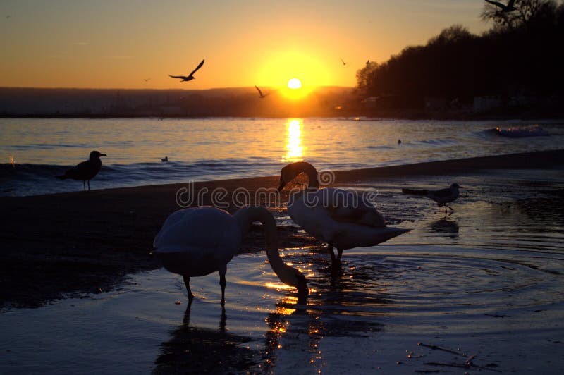 Two swans at sunset beach stock image. Image of bird - 60074841