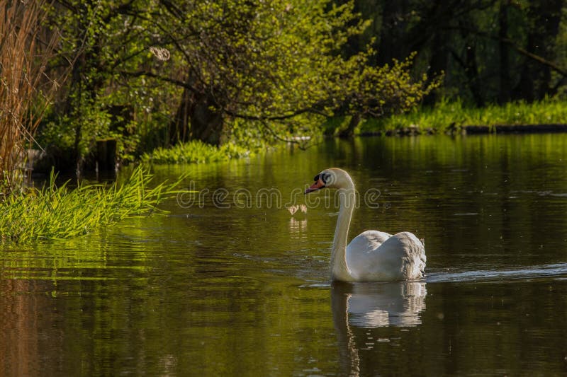 Two Swans Swim Down a Pond. Sunrise Stock Image - Image of pond, bird ...
