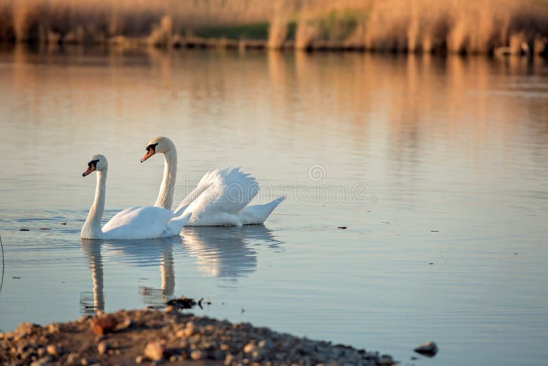 Two Swans Swim on a Pond in the Sunset Stock Photo - Image of bird ...