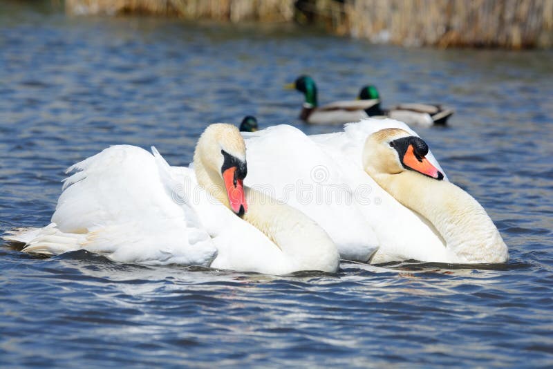 Two swans swimming stock photo. Image of together, closeup - 107092162