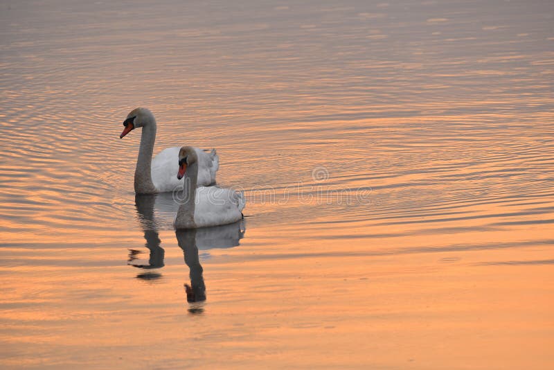 Beautiful Isolated Image Two Swans Lake Sunset Stock Photos - Free ...